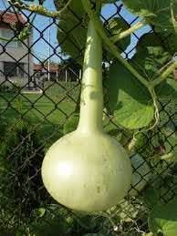 Calabash Gourd Seeds – Ornamental Heirloom Vining Crop – Dharaseeds