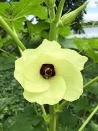 Lady Finger Okra Seeds – Tender Non‑GMO Heirloom Pods – Dharaseeds