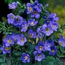 Jacobs Flower Seeds for Planting, Heirloom, Non-GMO, 100 - Dharaseeds