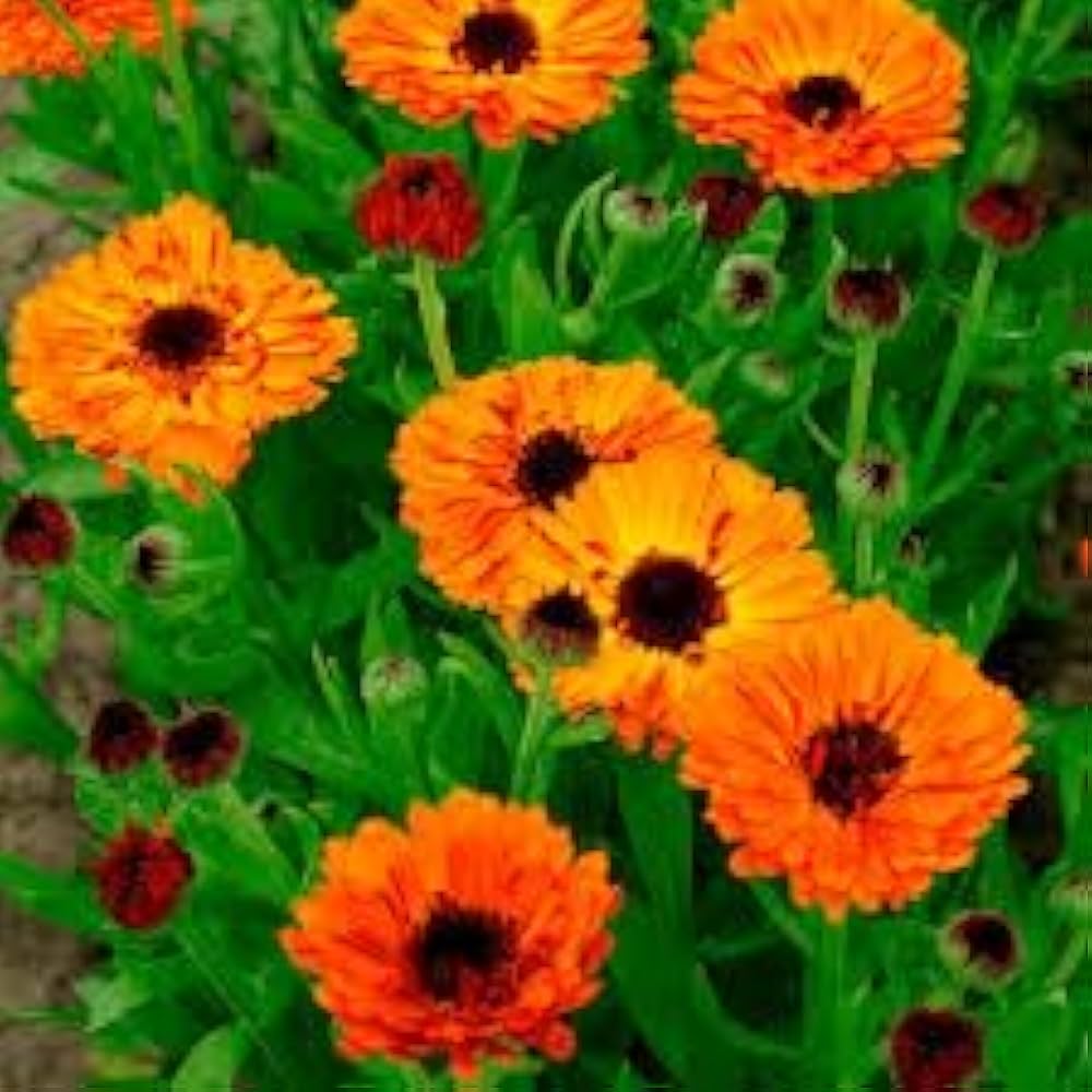 Calendula Seeds for Planting - Grow Bright Blooms in Your Garden ...