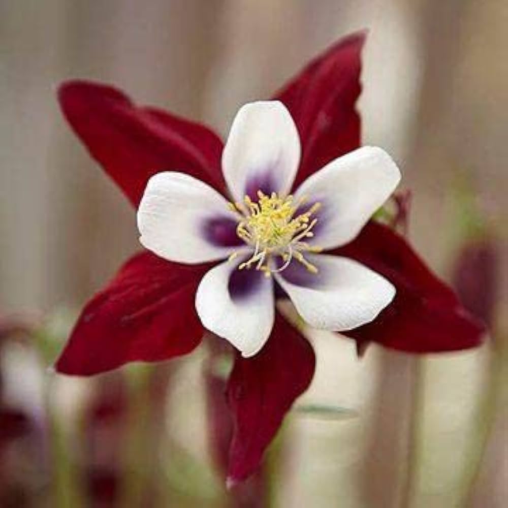 Columbine Seeds - Eastern Red Aquilegia Canadensis Variety for Backyard ...