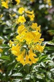 Heirloom Esperanza Flower Seeds for Garden Planting, Non-GMO, Yellow ...