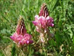 Sainfoin Flower Seeds for Planting - 100 pcs - Dharaseeds