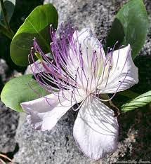 Capers Flower Seeds Heirloom Non GMO Planting - 100 - Dharaseeds