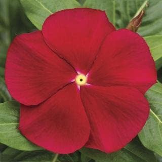 Heirloom Non-GMO Red Periwinkle Flower Seeds for Charming Garden ...