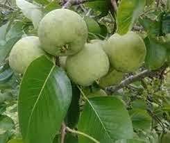 Sand Pear Fruit Seeds for Planting - Non-GMO, Sweet and Juicy Variety ...