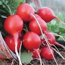 Organic Confetti Mix Cherry Radish Seeds for Planting heirloom & Non ...