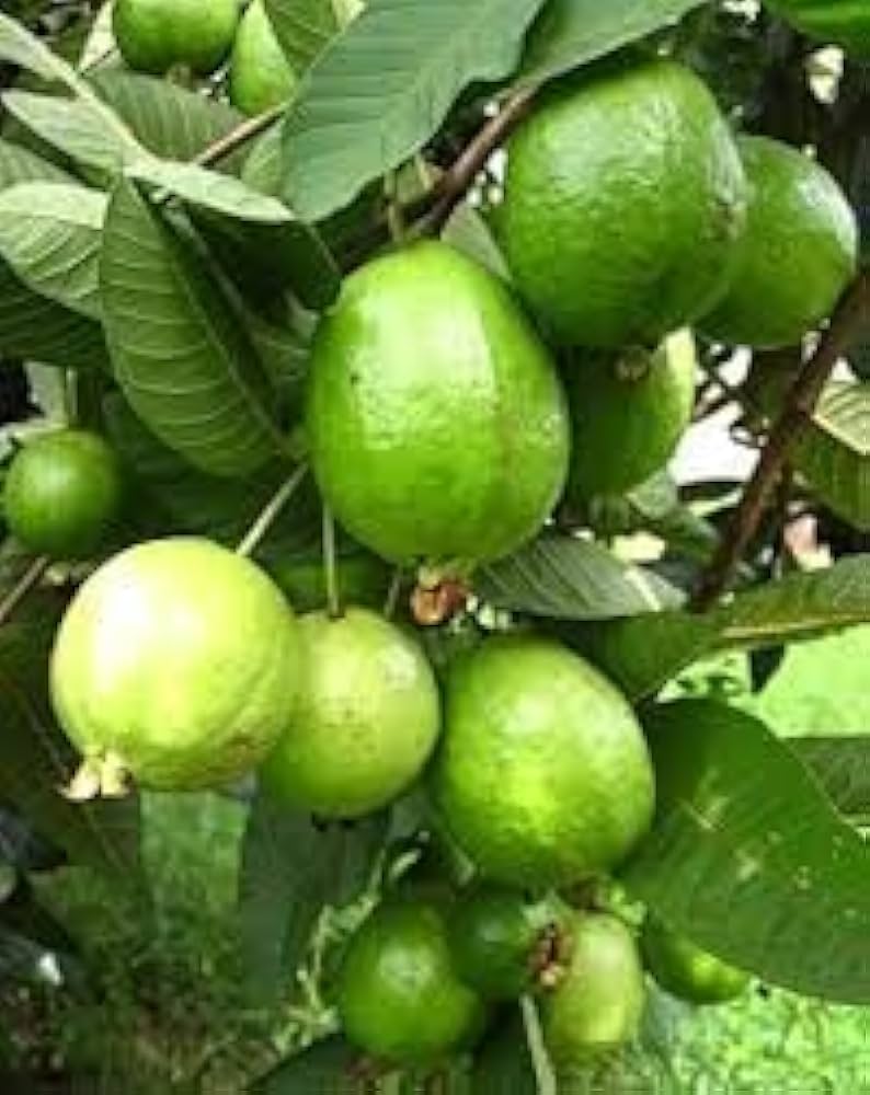 Guava Seeds - Tropical Fruit Seeds for Garden Growing – Dharaseeds