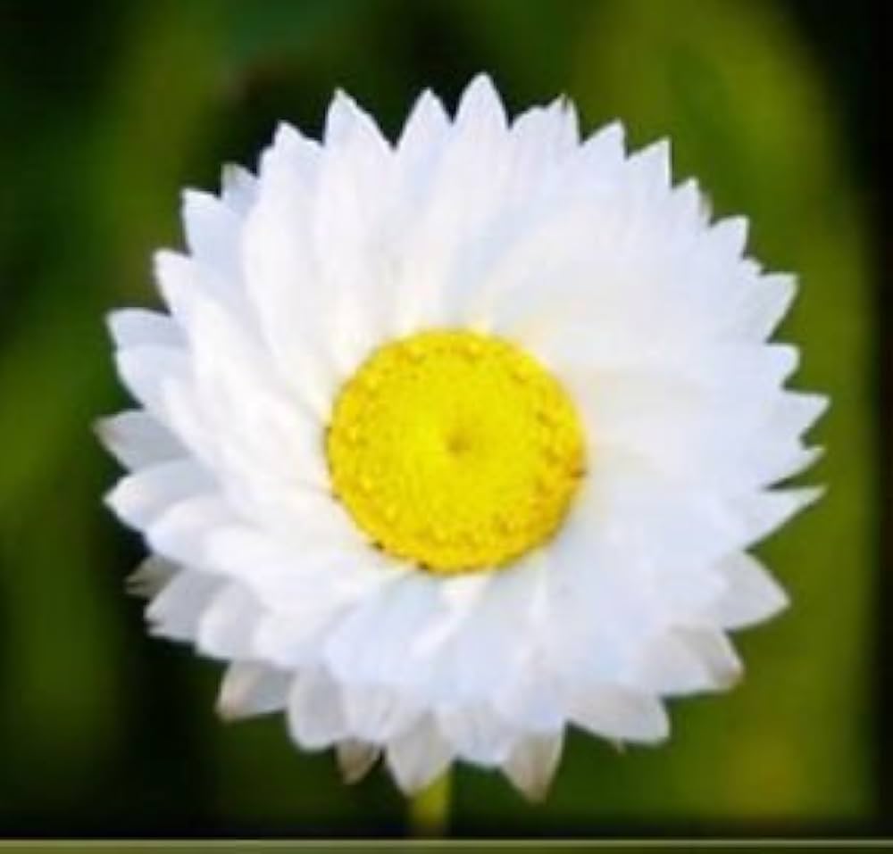 White Everlasting Seeds – All Season Garden Blooms – Dharaseeds