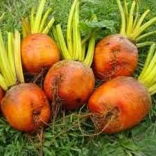 Dark Orange Radish Seeds for Urban Garden – Order Today – Dharaseeds