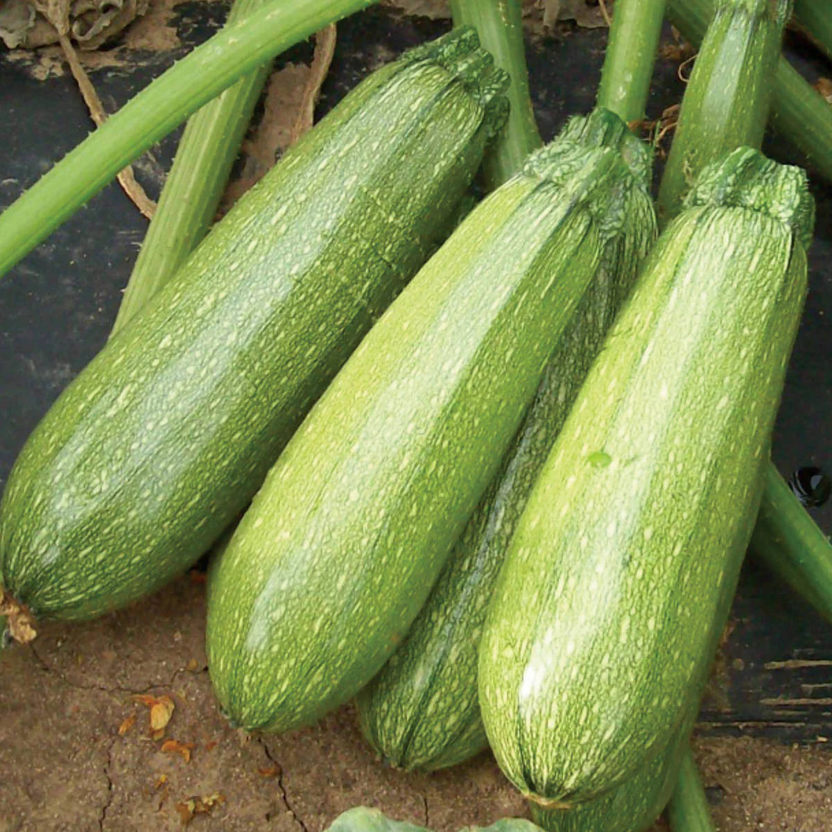 Summerpac Hybrid Squash Seeds Heat-Tolerant Summer Zucchini High ...