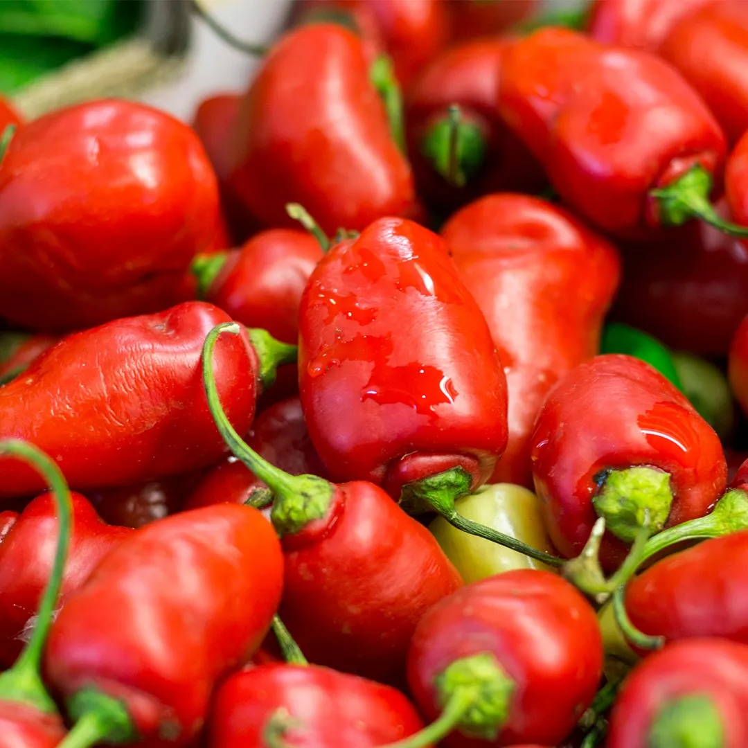 Rocoto Pepper Seeds – Capsicum pubescens for Your Garden – Dharaseeds