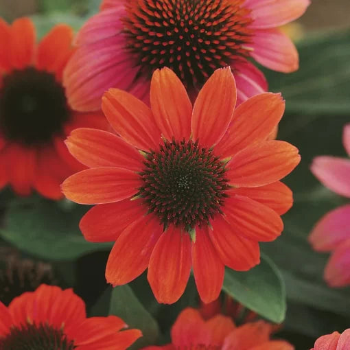 Hot Coral Coneflower Seeds Bright Coral Echinacea Variety High ...