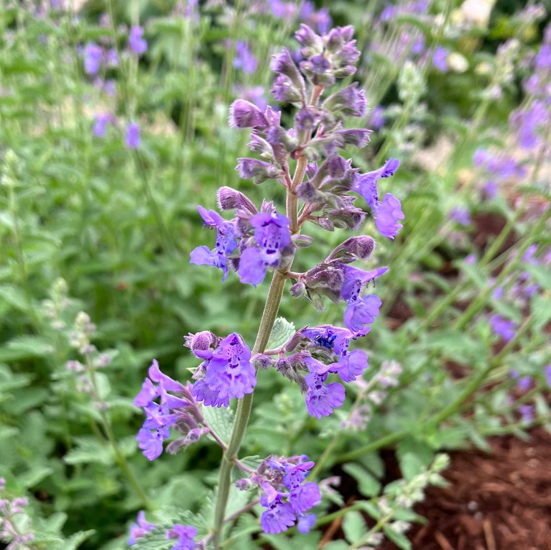 Heirloom Non-GMO Purple Catmint Flower Seeds for Planting – Fragrant ...
