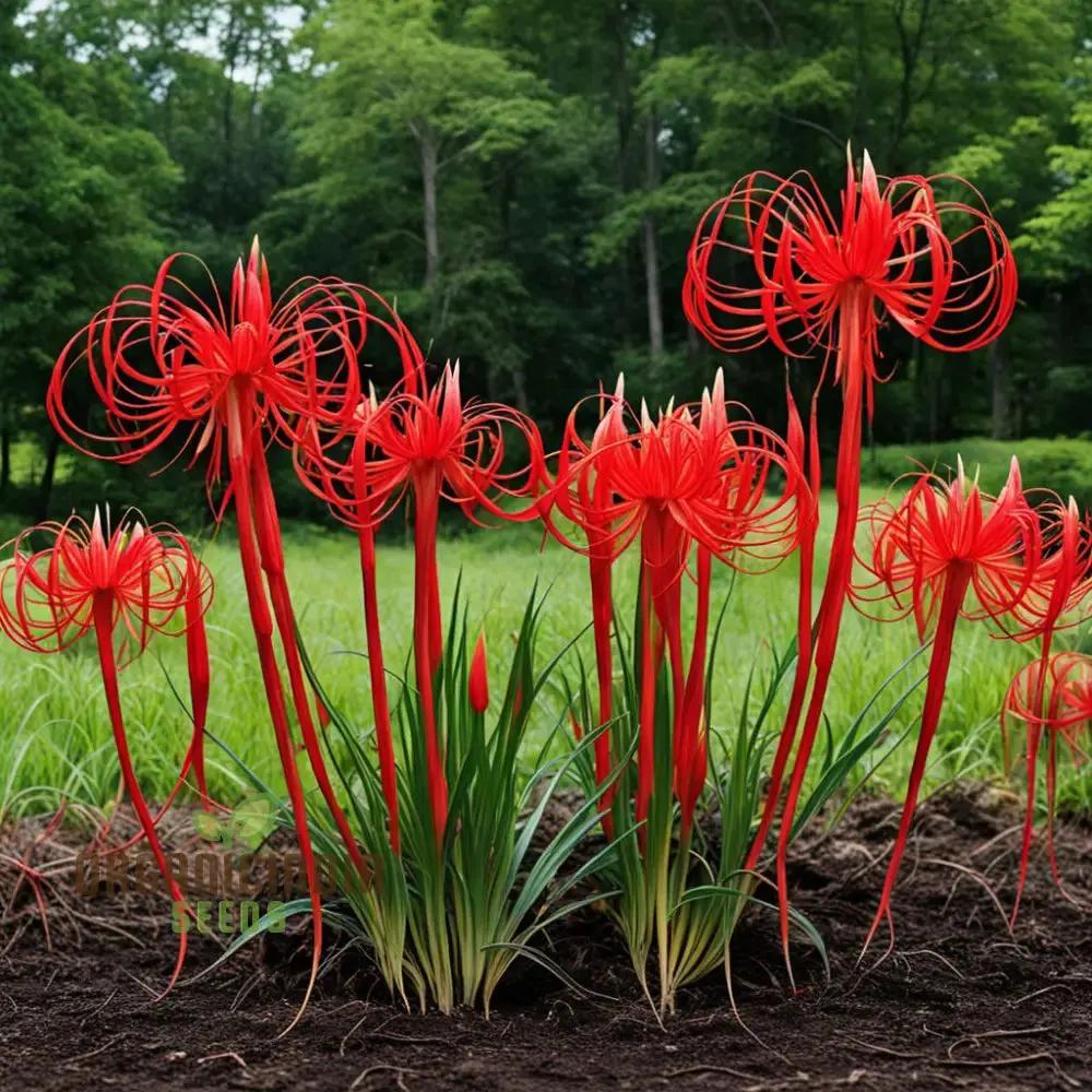 Lycoris Flower Seeds for Planting NON GMO Seeds - Dharaseeds
