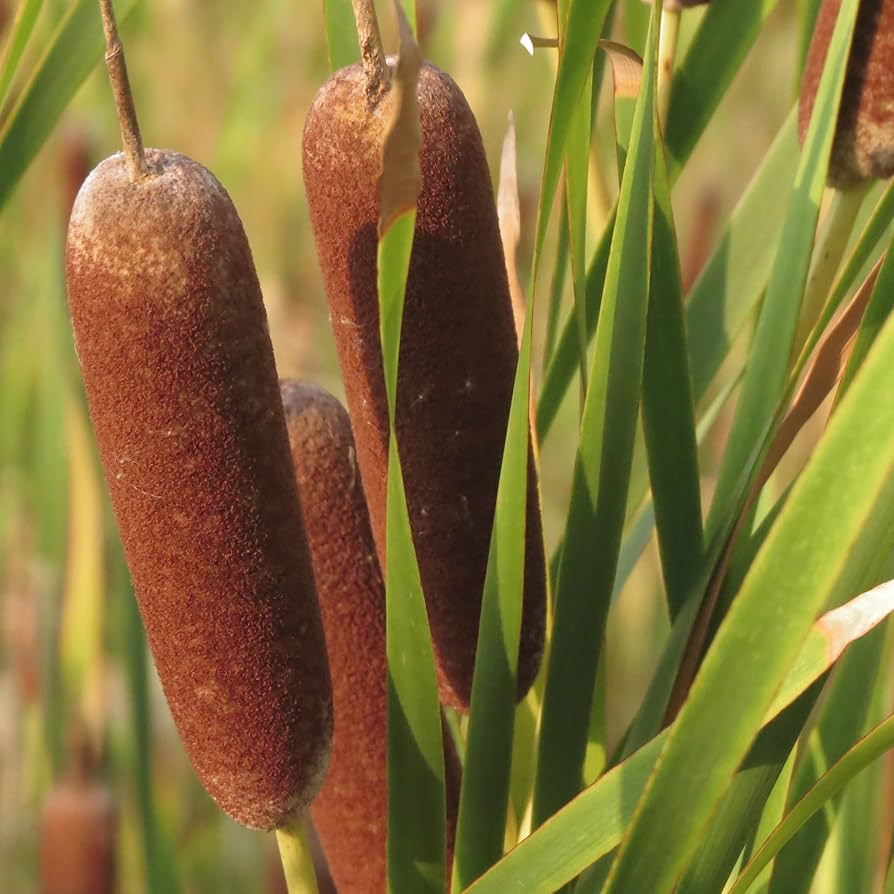 Cattails Seeds for Planting – Organic, Heirloom, Non-GMO Aquatic Flower ...