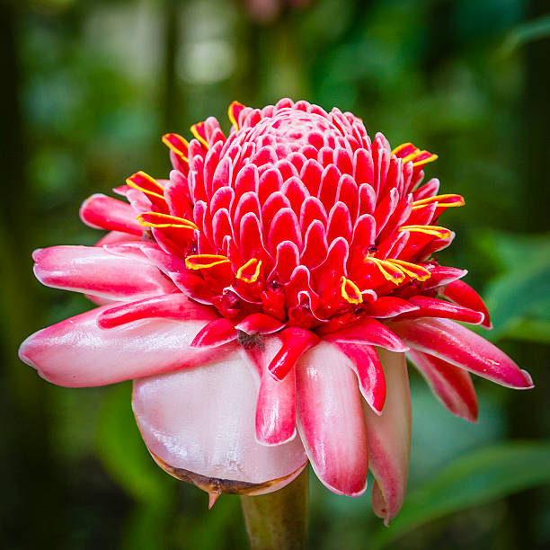 Heirloom Non-GMO Ginger Flower Seeds for Planting – Fragrant Tropical ...
