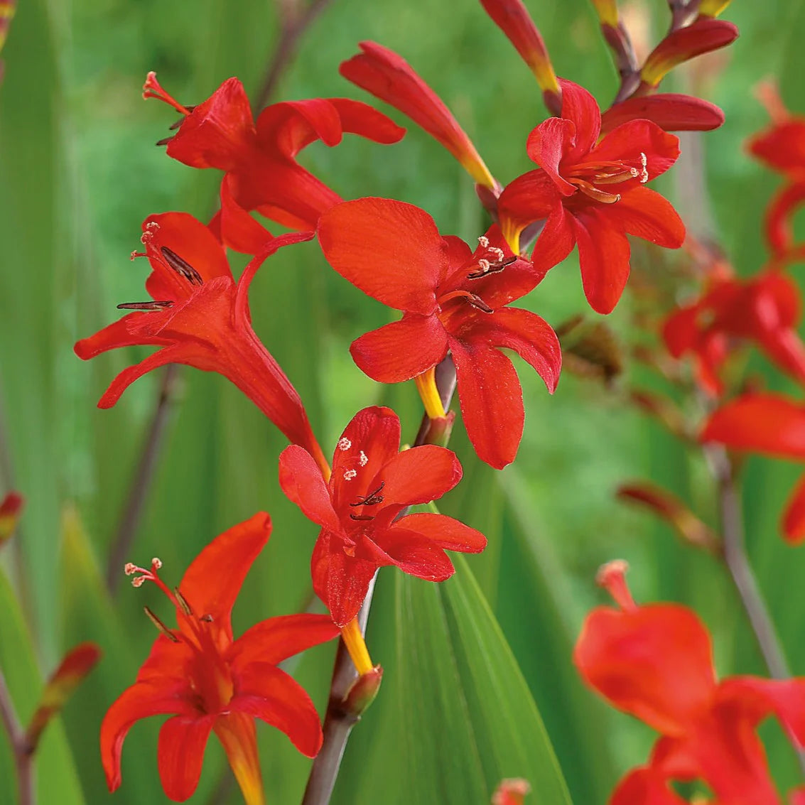 Heirloom Non-GMO Red Crocosmia Lucifer Flower Seeds for Bold Summer ...