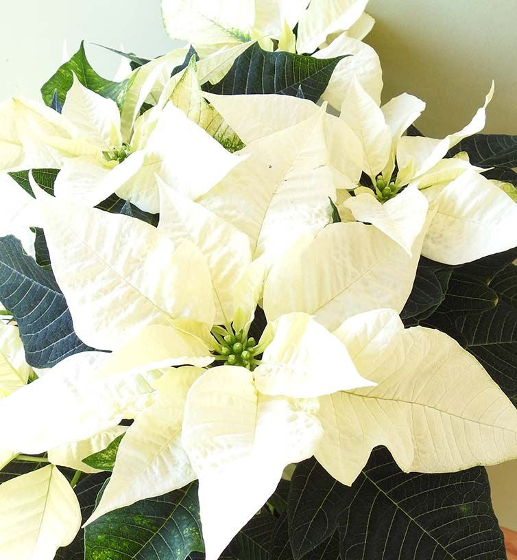 White Green Poinsettia Flower Seeds – Heirloom Non-GMO Festive Blooms ...