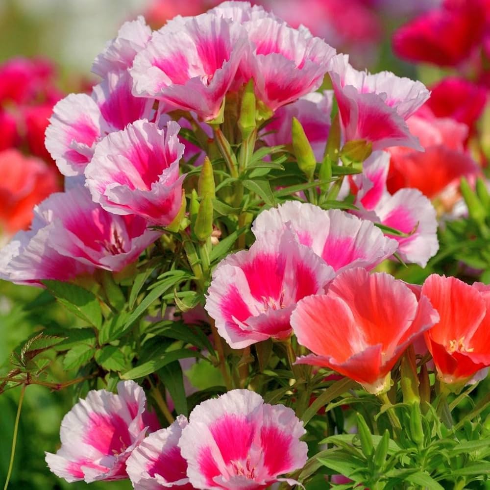 Heirloom Mixed Azalea Godetia Flower Seeds for Planting – Non-GMO ...