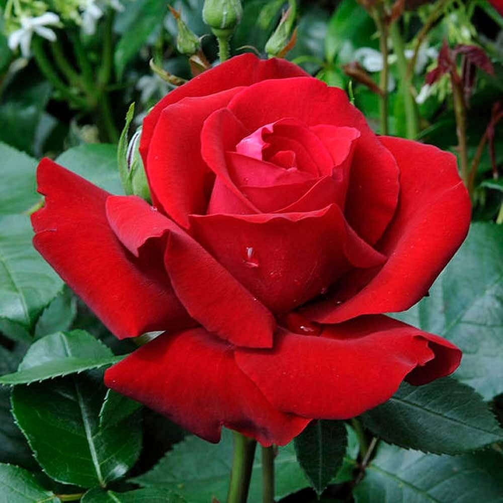 Heirloom Non-GMO Rose Planting Seeds - Dharaseeds