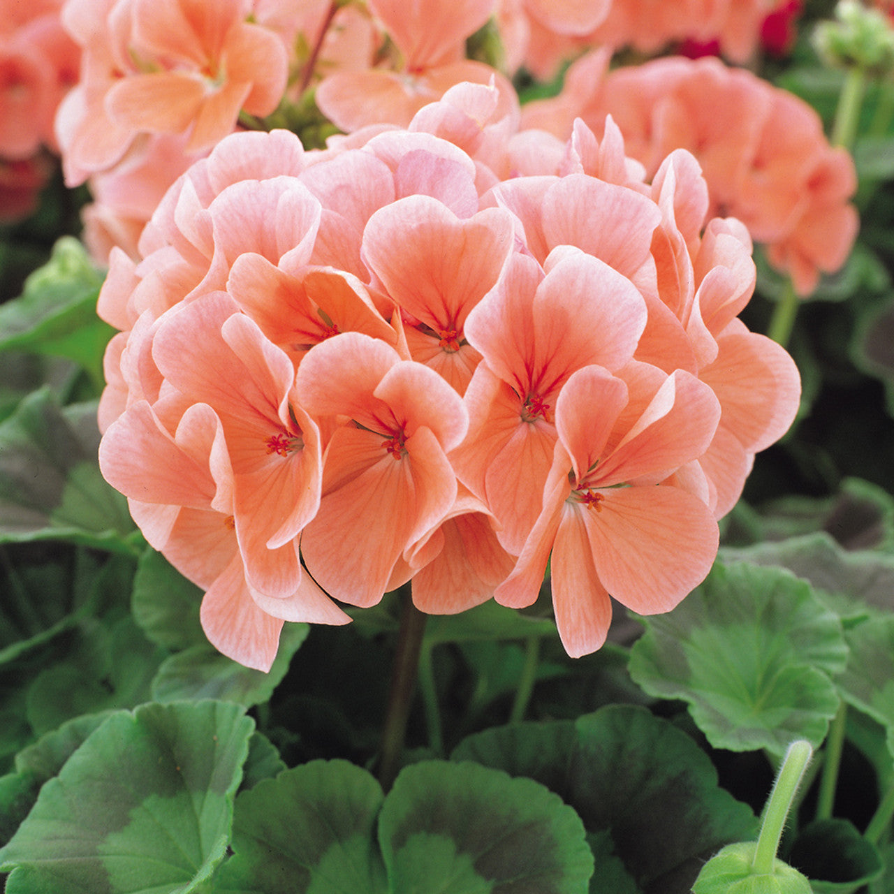 Heirloom Non-GMO Peach Geranium Flower Seeds for Planting – Soft ...