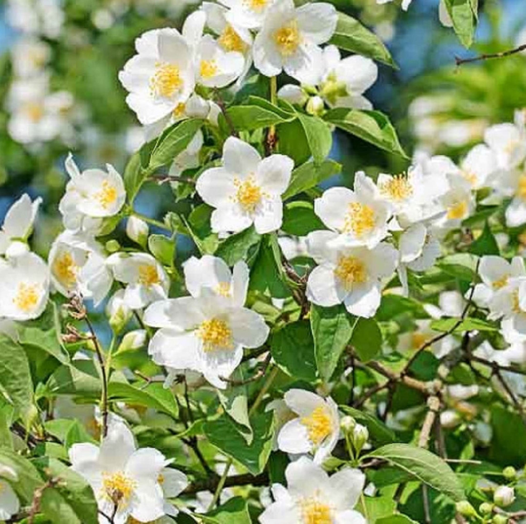 White Philadelphus Coronarius Flower Seeds – Heirloom Non-GMO Mock ...