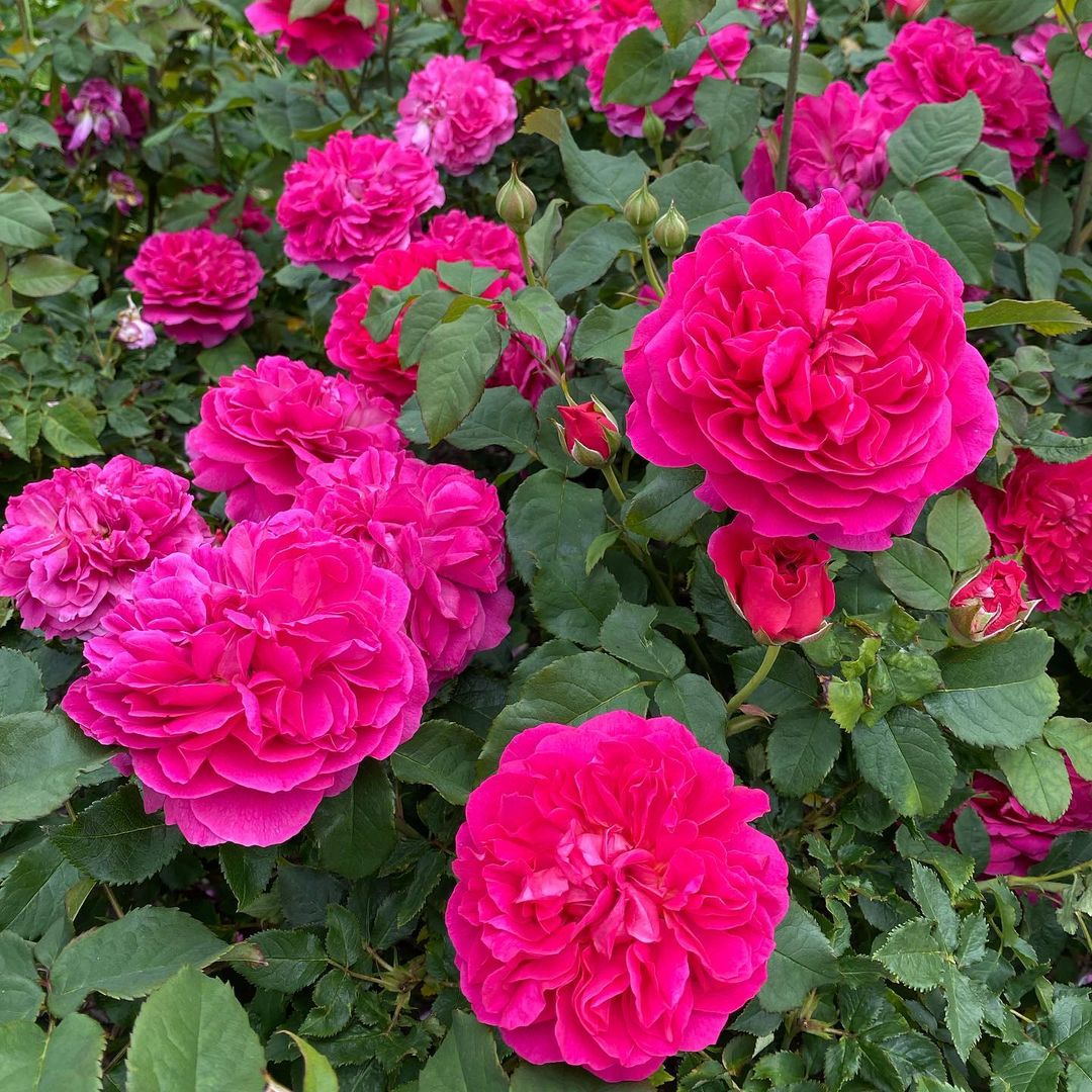 Romantic Dark Pink Rose Heirloom Non-GMO Seeds for Planting - Dharaseeds