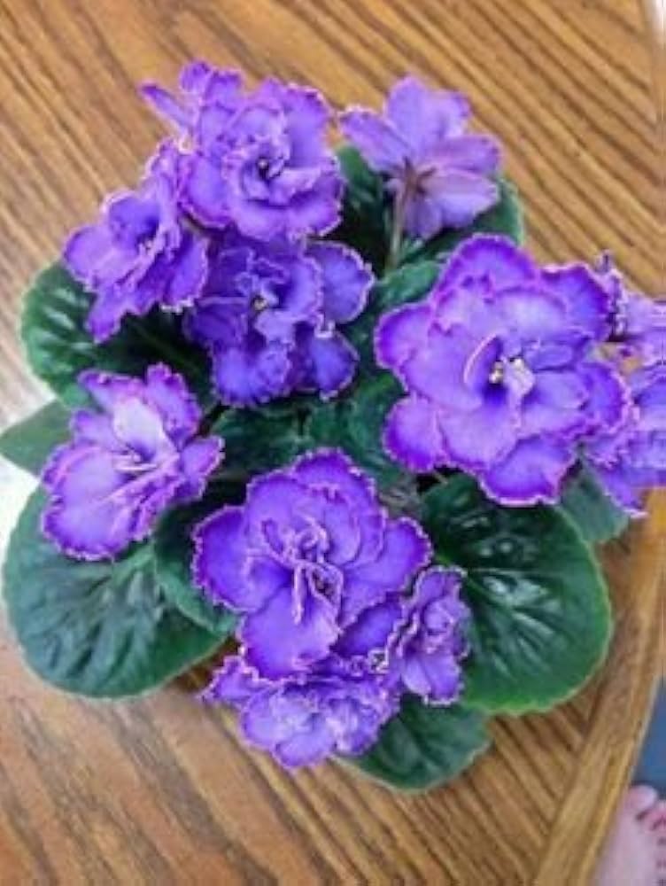 Violet Matthiola incana Seeds – Perennial Herb Blooms – Dharaseeds