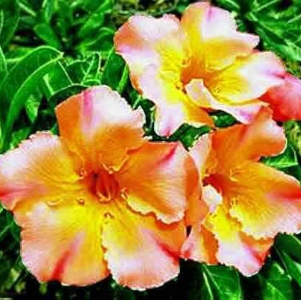 Orange Blossom Adenium Obesum Seeds Bright Bloom – Dharaseeds