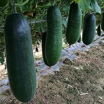 Super Big Winter Melon Seeds for Planting - heirloom & Non-GMO Seeds ...