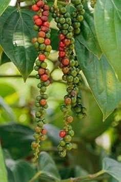 Florida Grove Pepper Vegetable Seeds for Planting - Dharaseeds