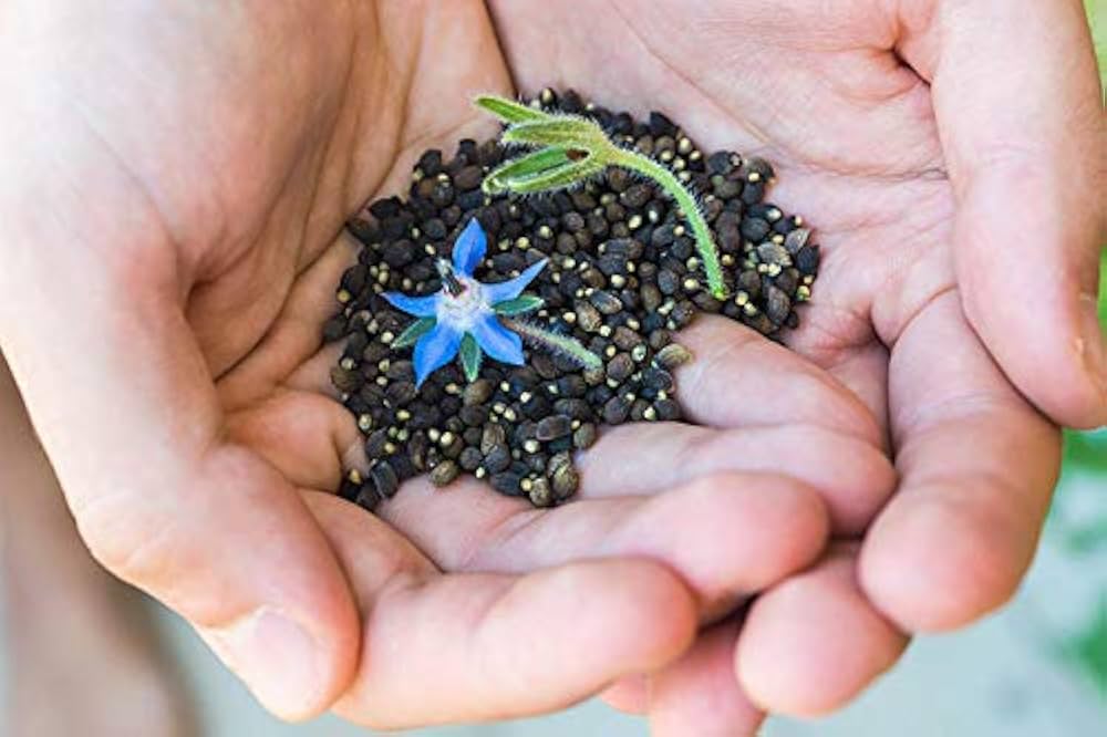 Borago (Borage) Flower Seeds - Blue Star Flower for Bonsai & Garden ...