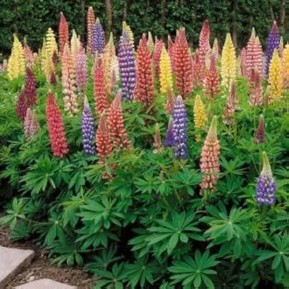 Mixed Lupine Lupinus spp. Seeds for Home Garden – Dharaseeds