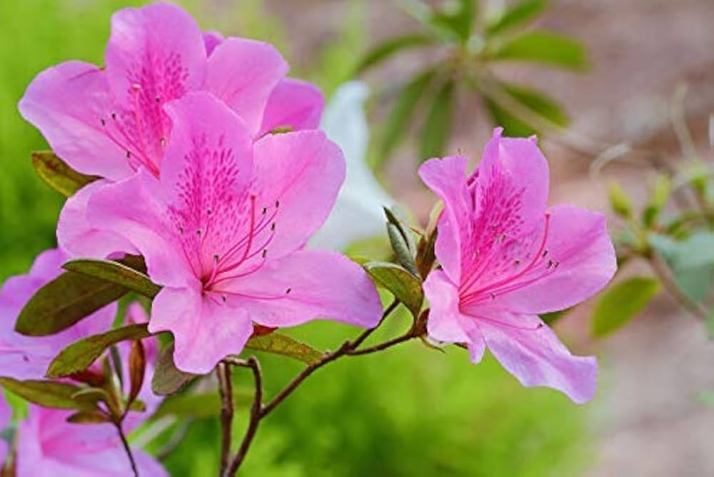 Rhododendron Azalea Rhododendron spp. Flower Seeds for Planting - Buy ...