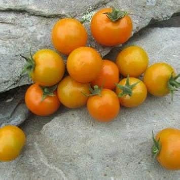 Large Yellow Tomato Seeds for Urban Garden – Order Today – Dharaseeds