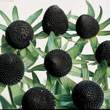 Rudbeckia Green Wizard Flower Seeds – Heirloom Non-GMO Seeds for ...