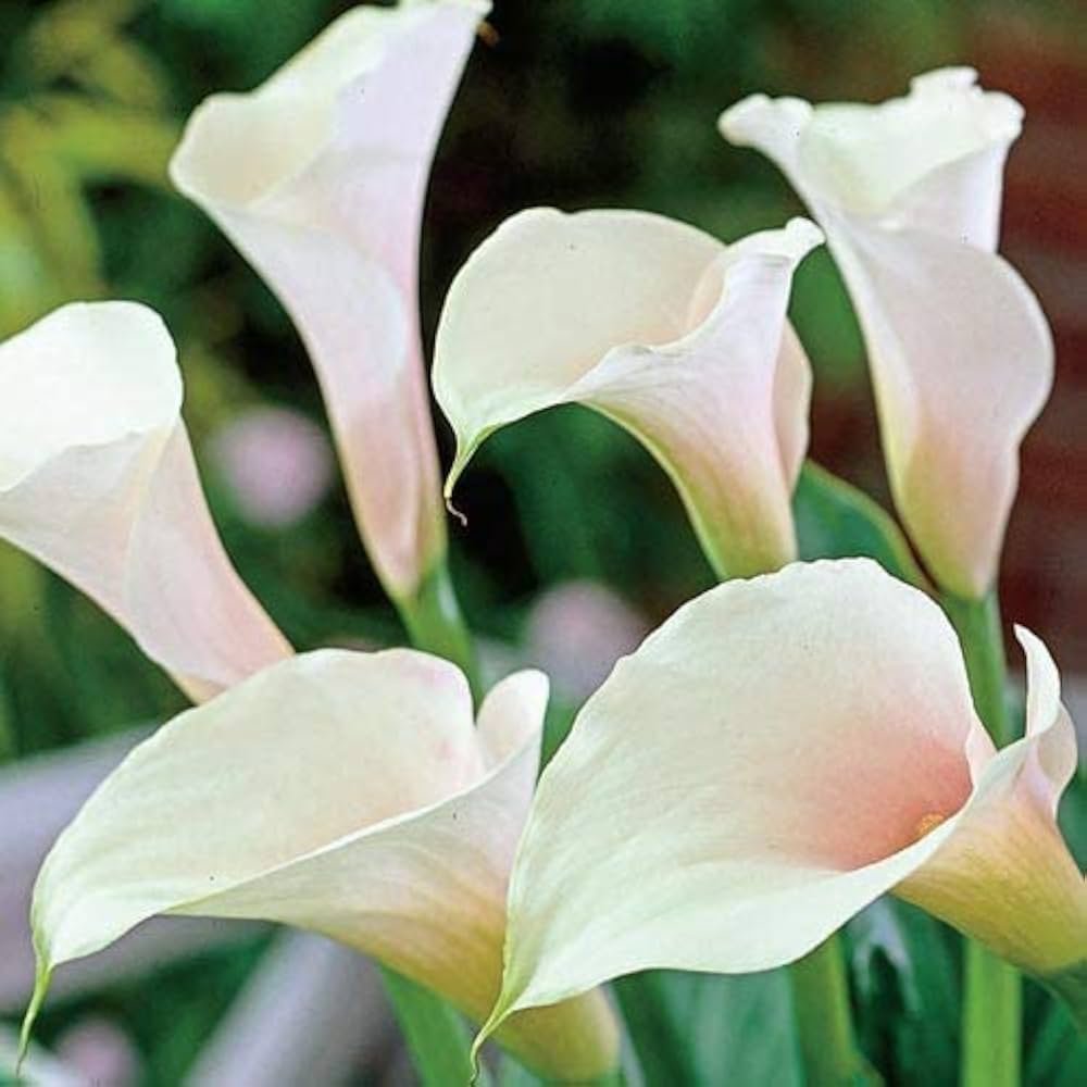White Calla Lily Seeds Zantedeschia for Planting - Order Now – Dharaseeds