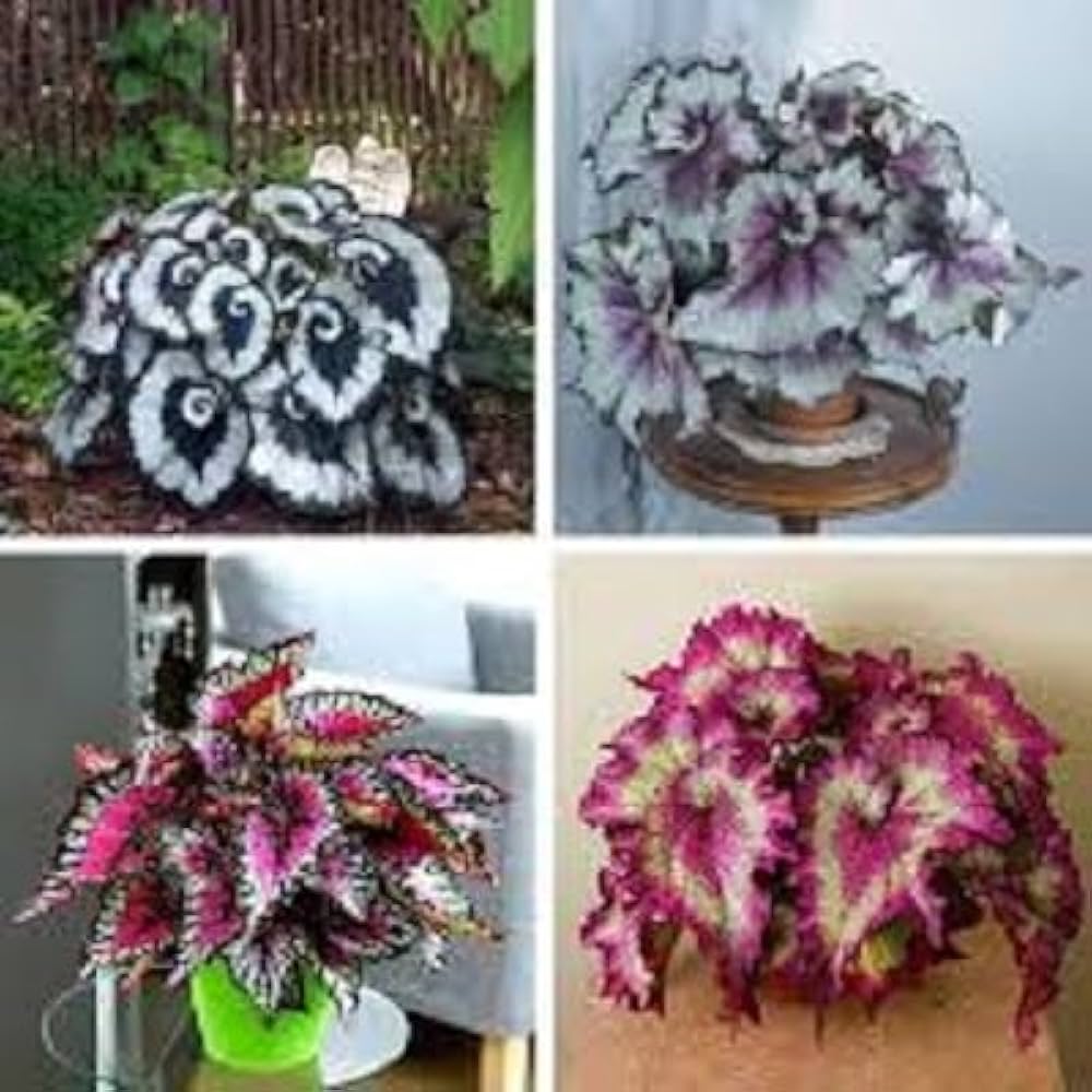 Bonsai Begonia & Coleus Flower Seeds - Shop Now – Dharaseeds