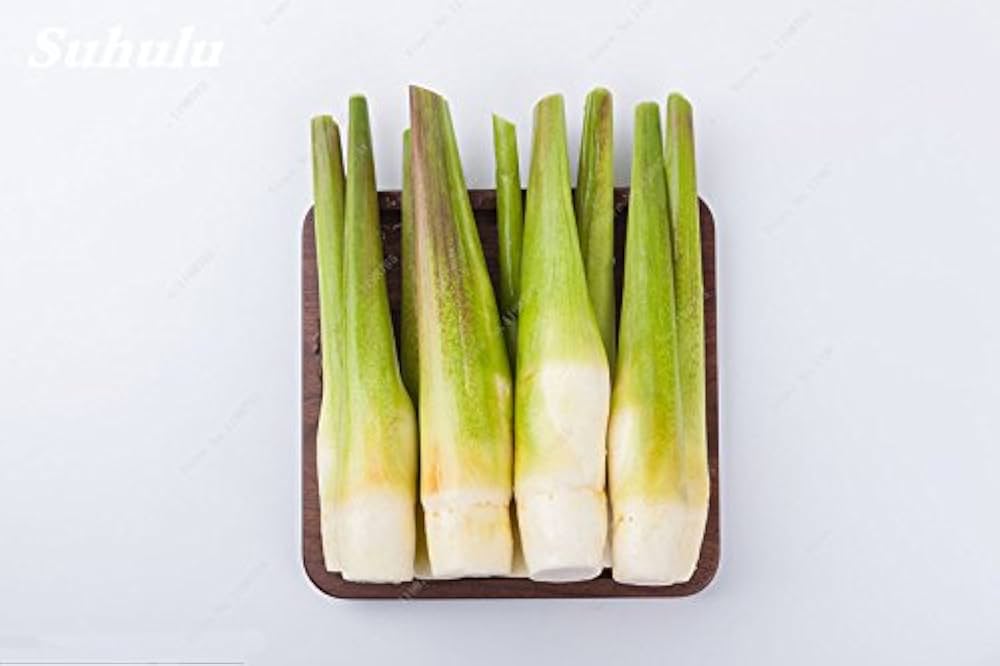 Zizania Latifolia Aquatic Vegetable Seeds - Shop Now – Dharaseeds
