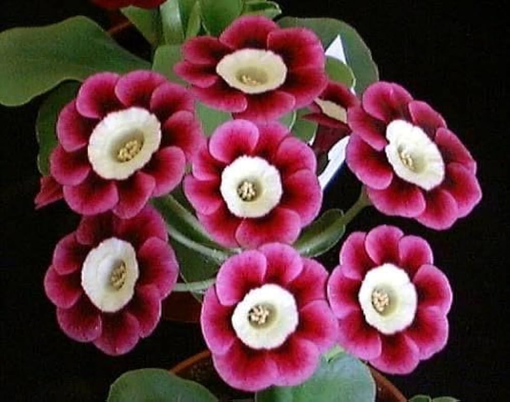 Mini Primrose Seeds for Planting - Brighten Your Garden Today – Dharaseeds