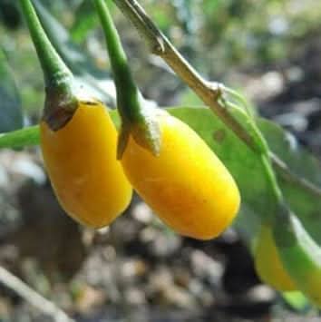 Goji Berry Seeds – Light Yellow, Organic, Heirloom & GMO-Free – Dharaseeds