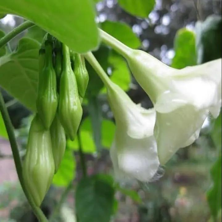 Loroco Flower Seeds for Planting, NON GMO Seeds - Dharaseeds