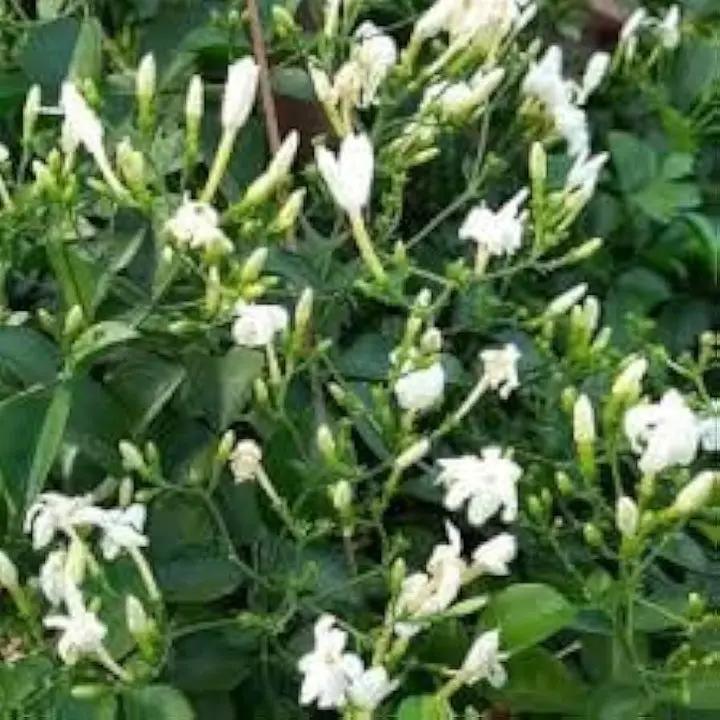 Loroco Flower Seeds for Planting, NON GMO Seeds - Dharaseeds