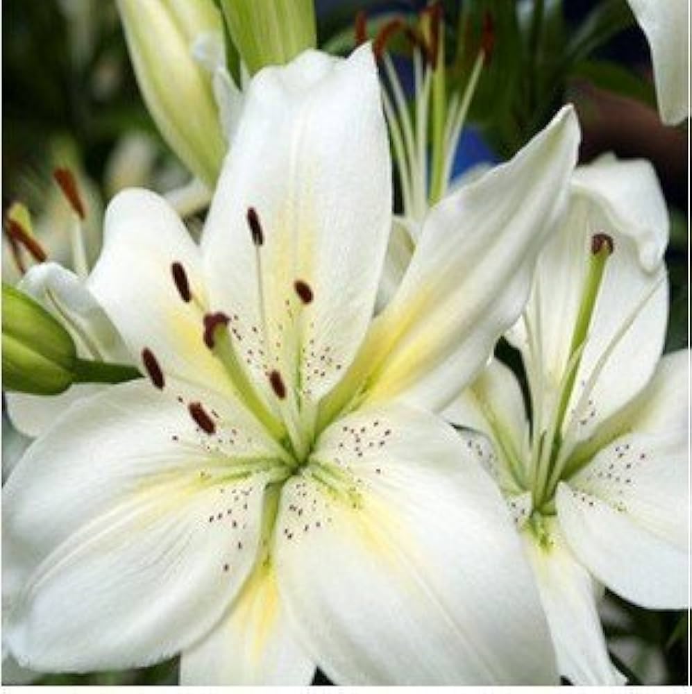 Perfume Lily Semi Flower Seeds Indoor System - Shop Now – Dharaseeds