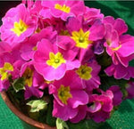 Fairy Primrose Seeds – Purple Flowering Beds – Dharaseeds