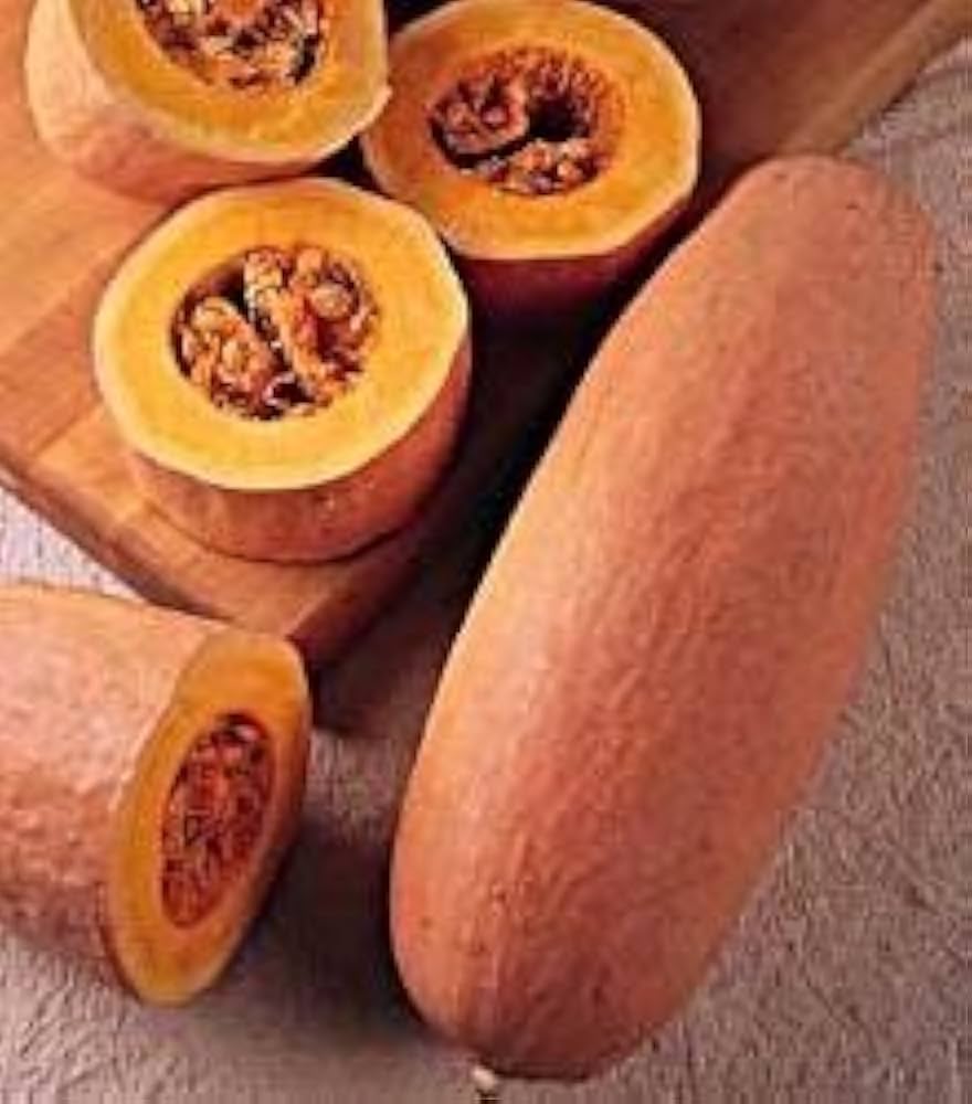 Squash VH562 Giant Pink Banana Squash Seeds – Dharaseeds