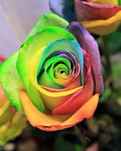 Rose Seeds - Multicolor Variety for Home & Garden – Dharaseeds