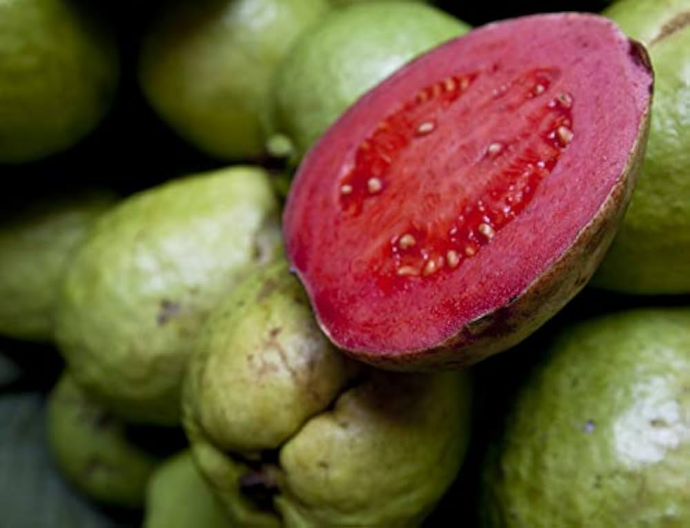 Guava Seeds – Sweet Fruit for Tropical Gardens – Dharaseeds