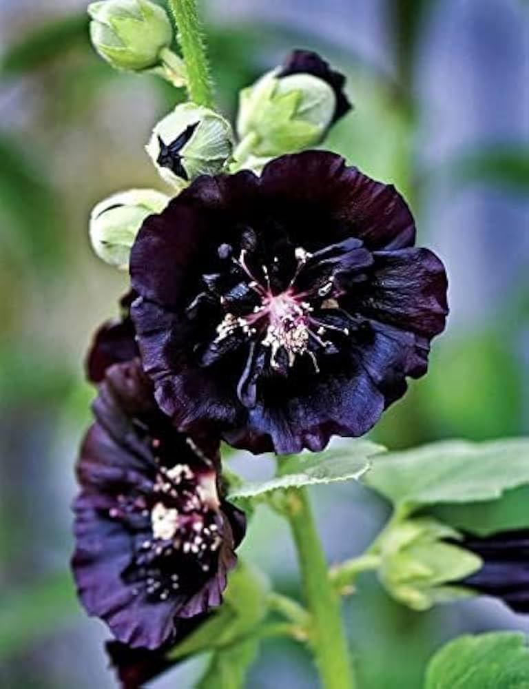 Happy Lights Mallow Seeds - Biennial Garden Landscaping Flowers ...